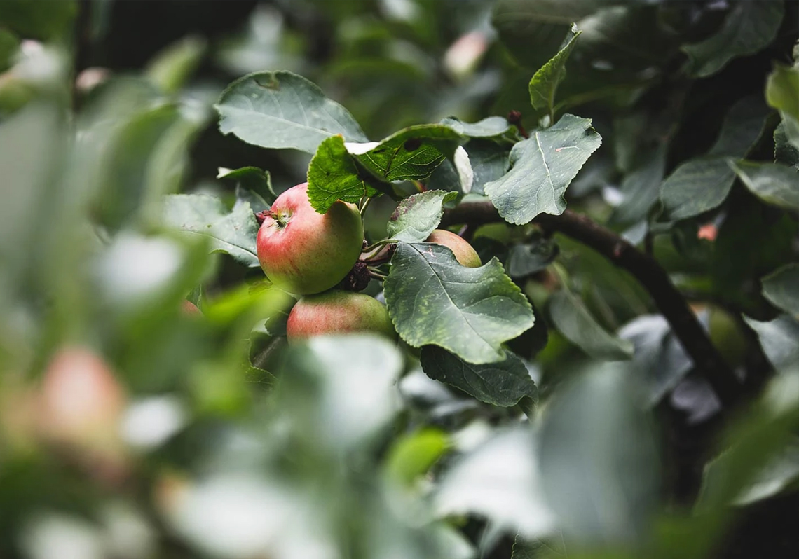 Cornish Wine, Beer & Cider Tours - Food & Drink in Cornwall